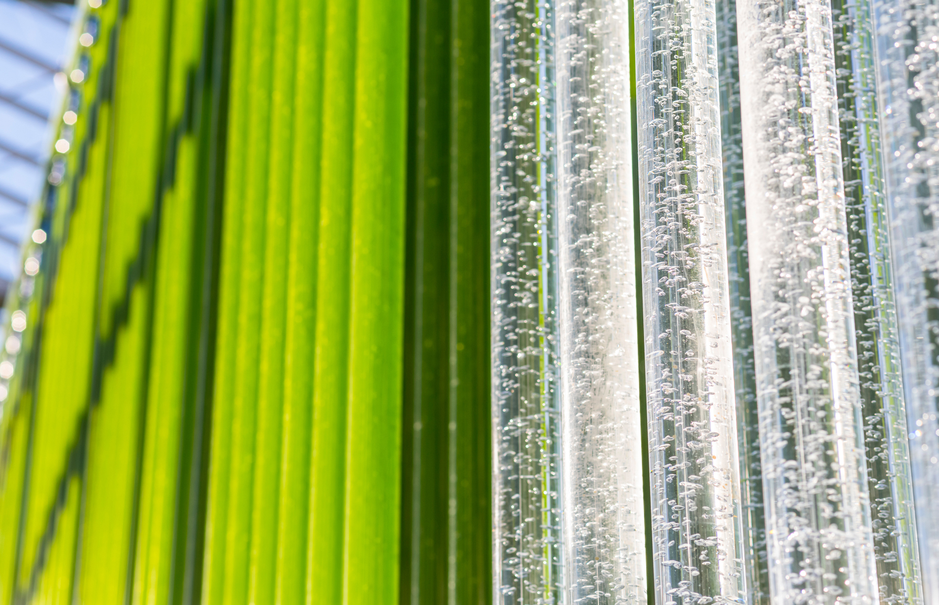 Algae – the superfood of the future | Biogena USA